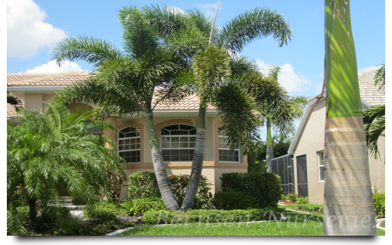 WHOLESALE FOXTAIL PALM NAPLES